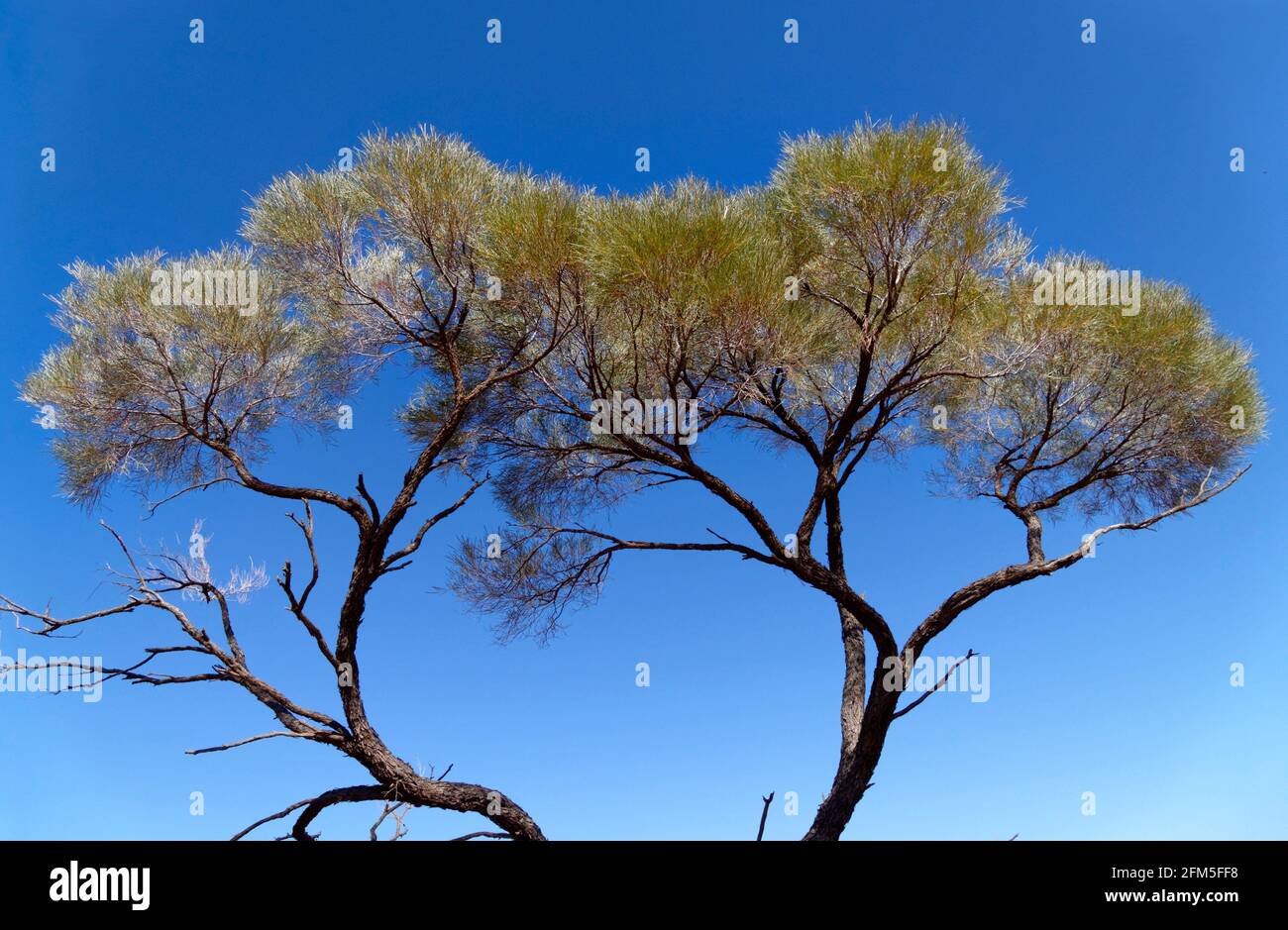 Mallee tree Banque de photographies et d’images à haute résolution - Alamy