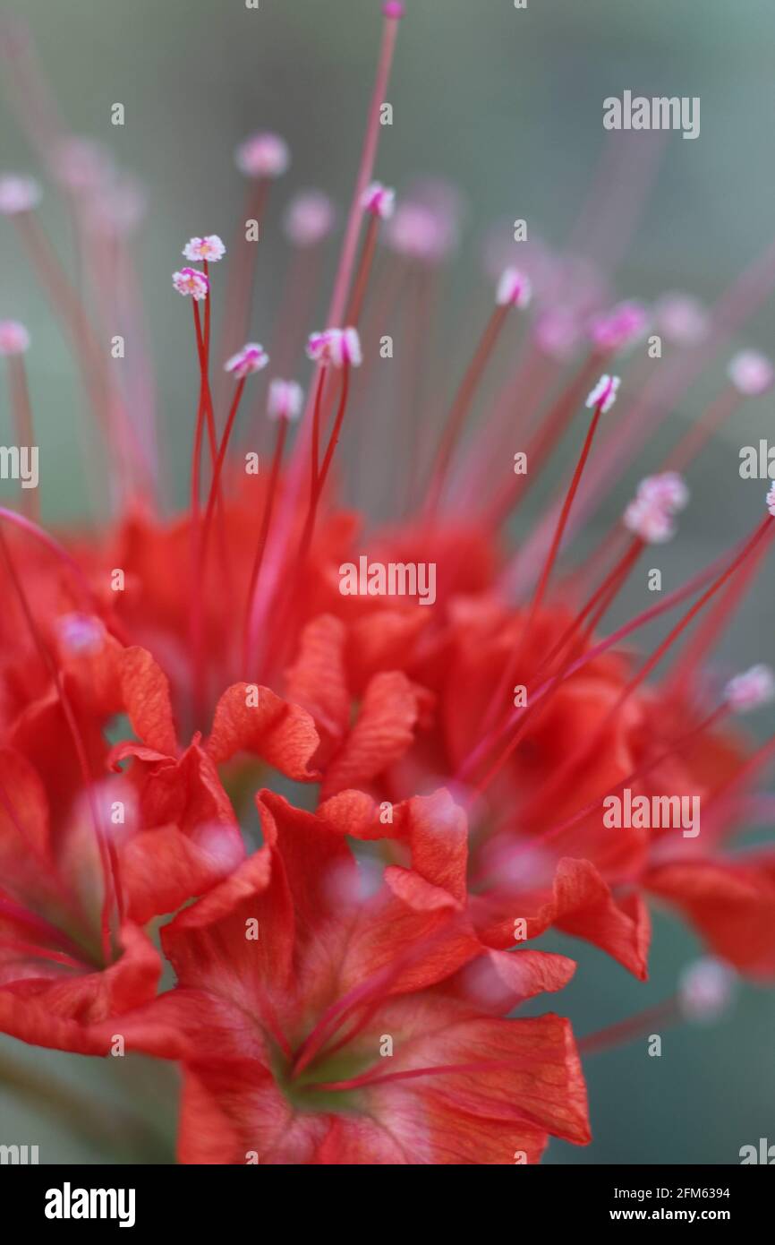 Musk flower Banque de photographies et d’images à haute résolution - Alamy