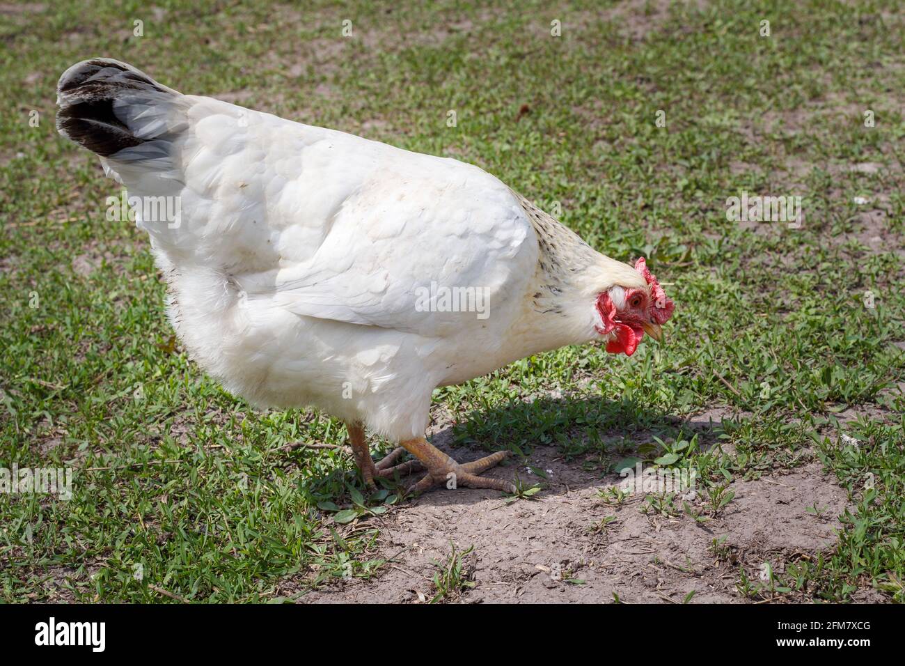 La poule mange de l'herbe verte dans la cour. Élevage de volaille à la ...