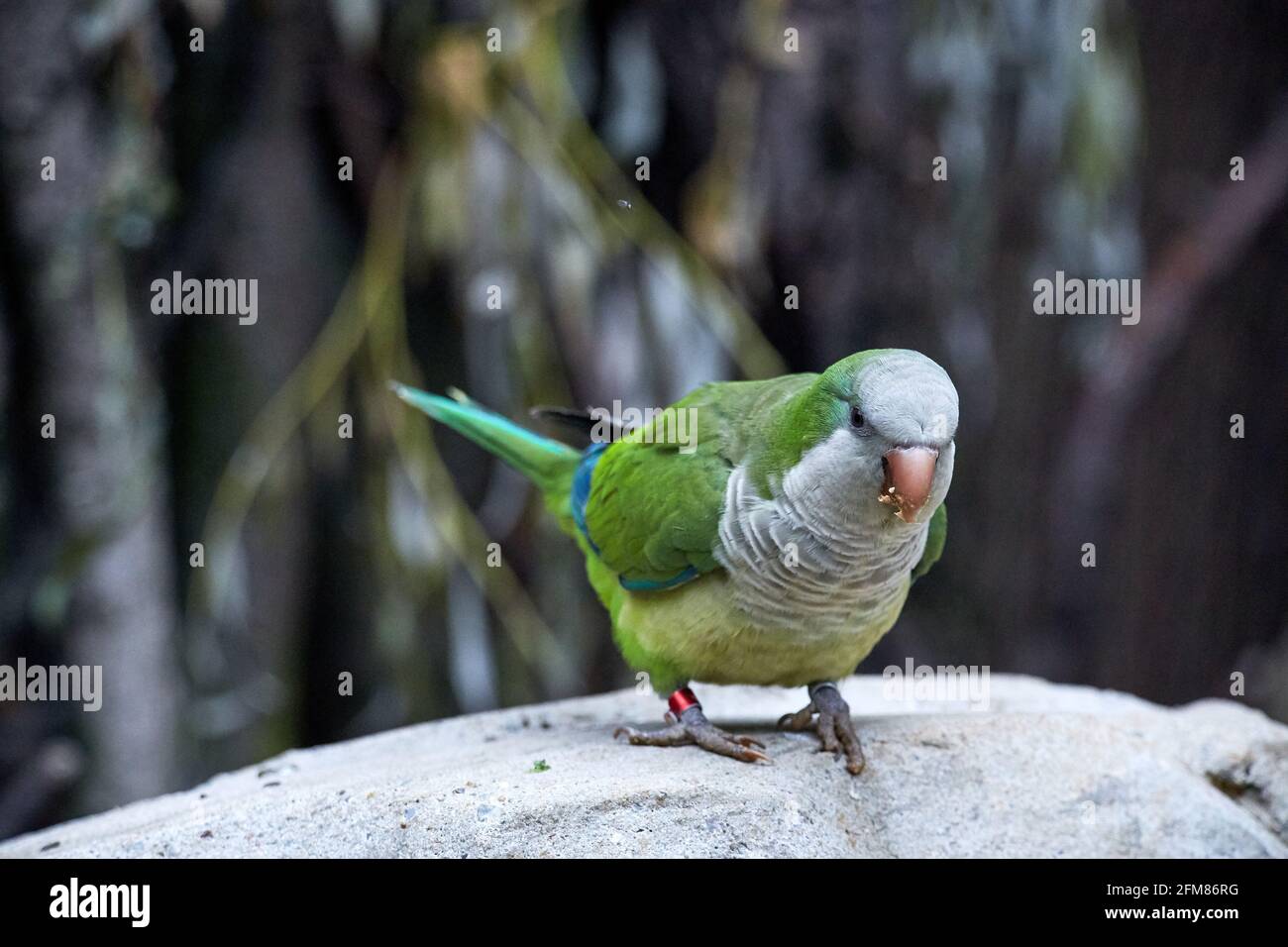 Amazon grey parrot Banque de photographies et d’images à haute ...