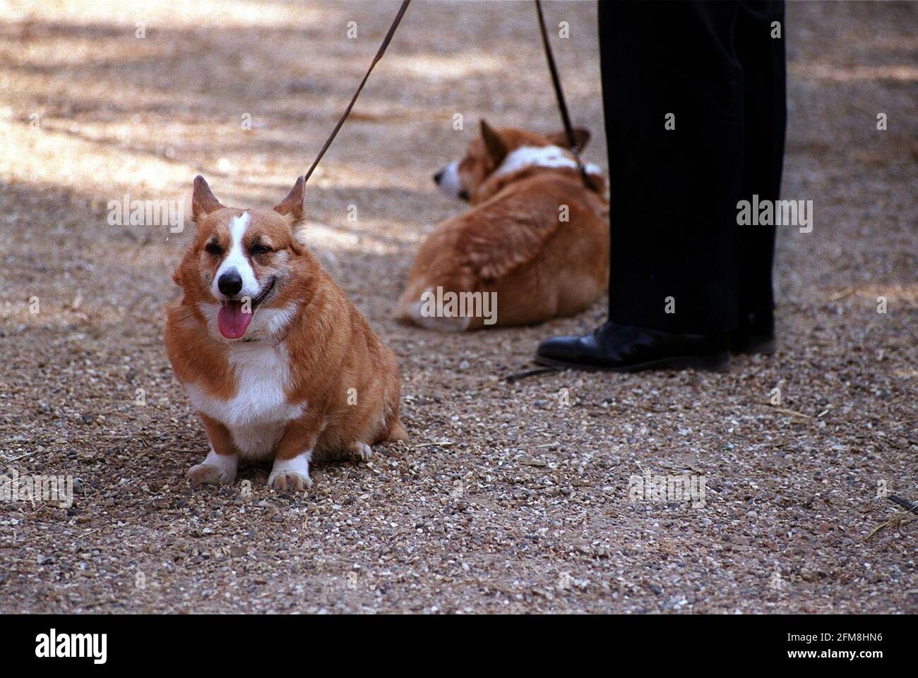 Corgis queen Banque de photographies et d’images à haute résolution - Alamy