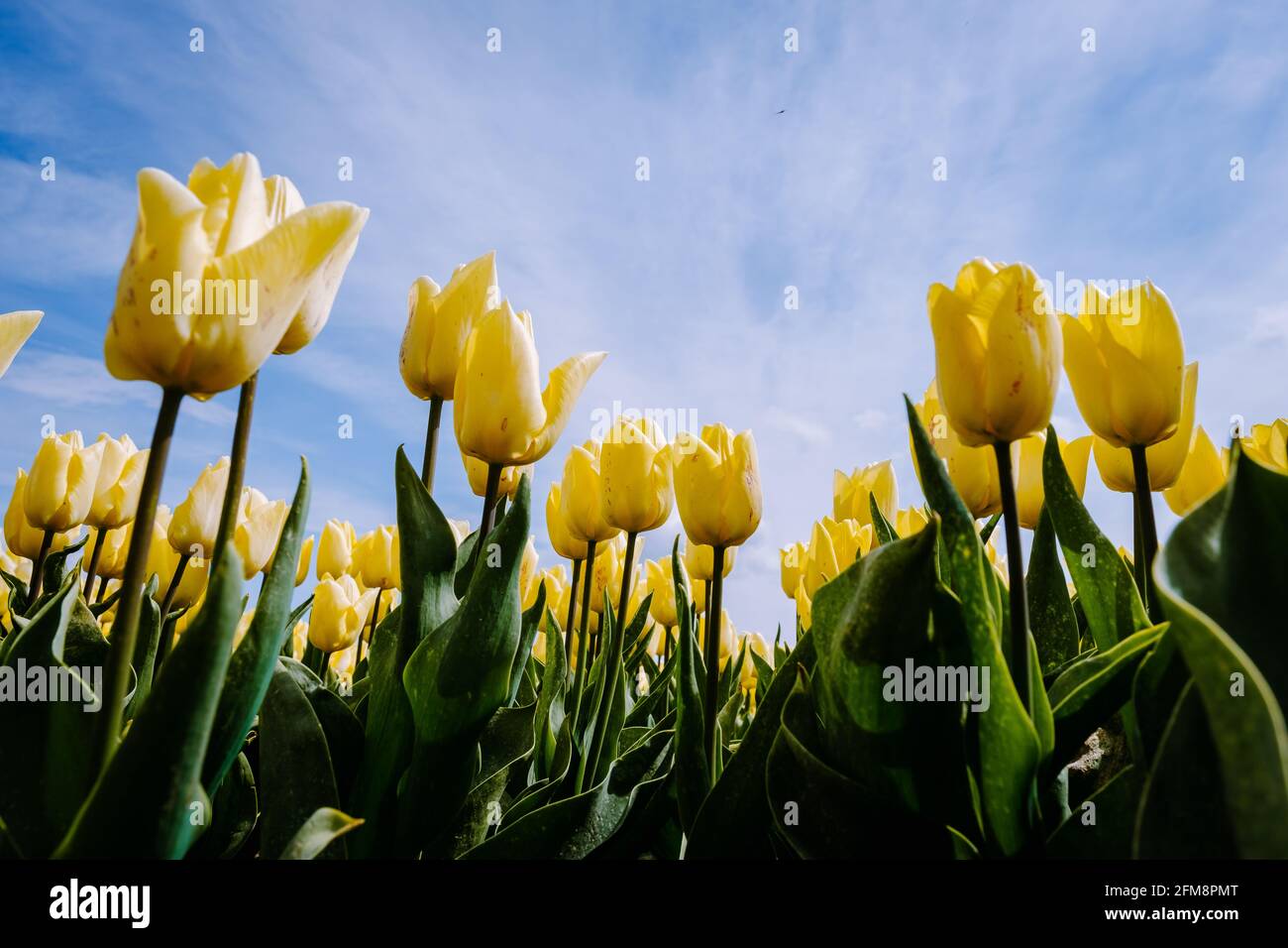 Champ de tulipes aux pays-Bas, champs de tulipes colorés à Flevoland ...