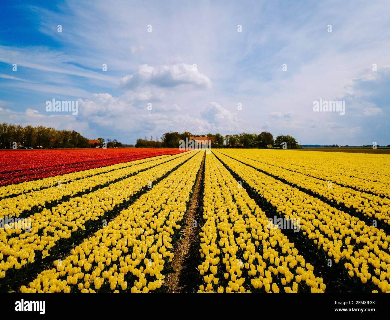 Champ de tulipes aux pays-Bas, champs de tulipes colorés à Flevoland ...