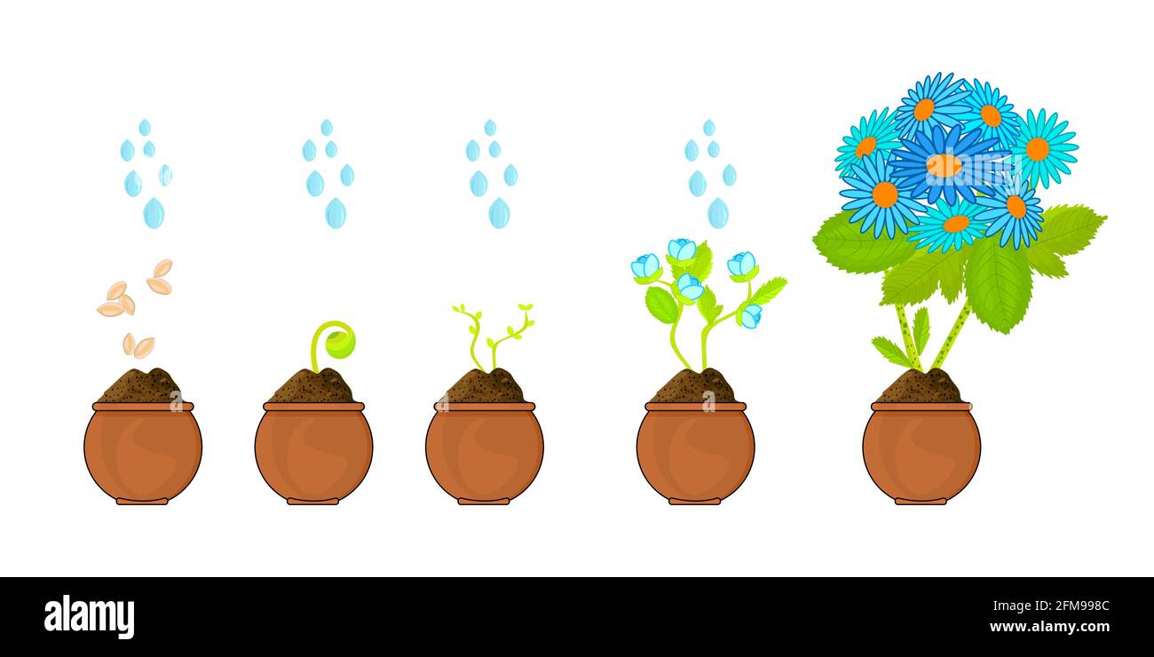 Phases de croissance des plantes. Les semences poussent dans le sol ...