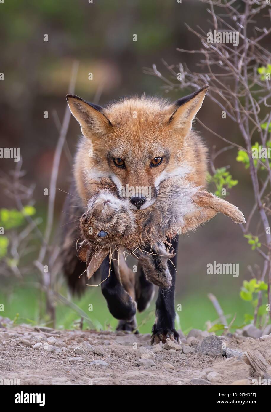 Renard roux Vulpes vulpes avec un lapin et un chipmunk dedans bouche ...