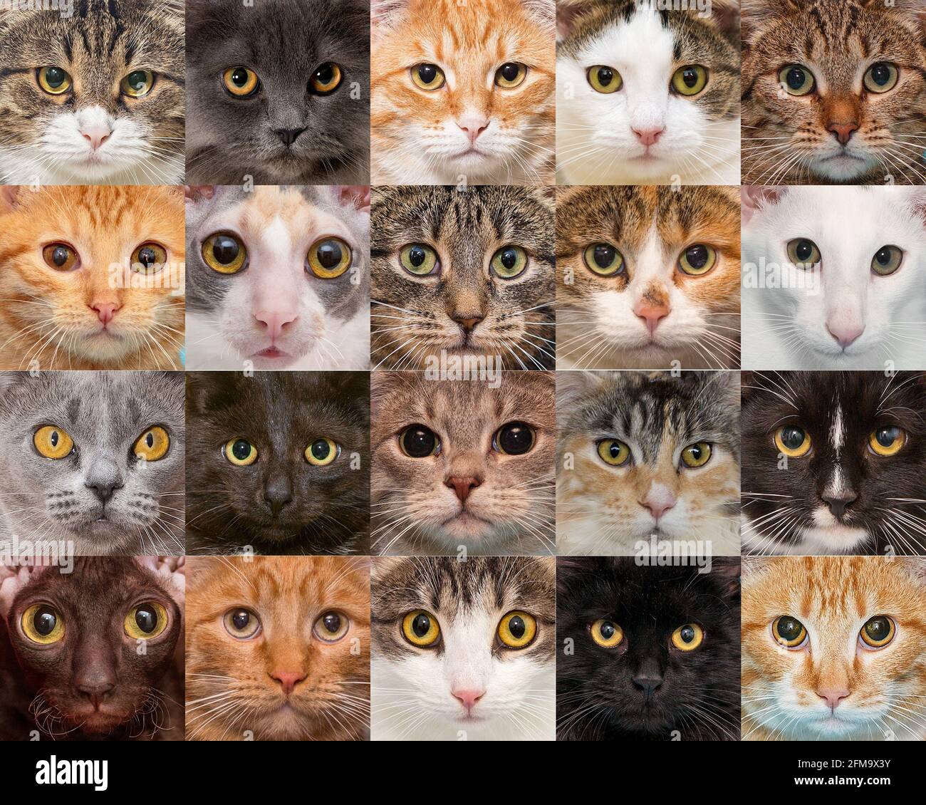 Different breeds Banque de photographies et d’images à haute résolution ...