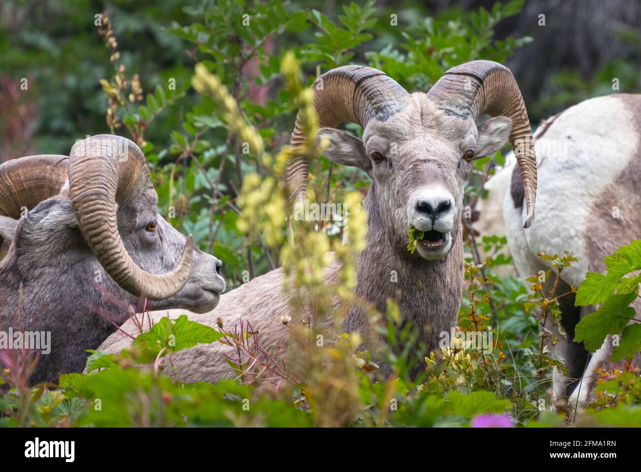 Habitat naturel des animaux sauvages Banque de photographies et d ...