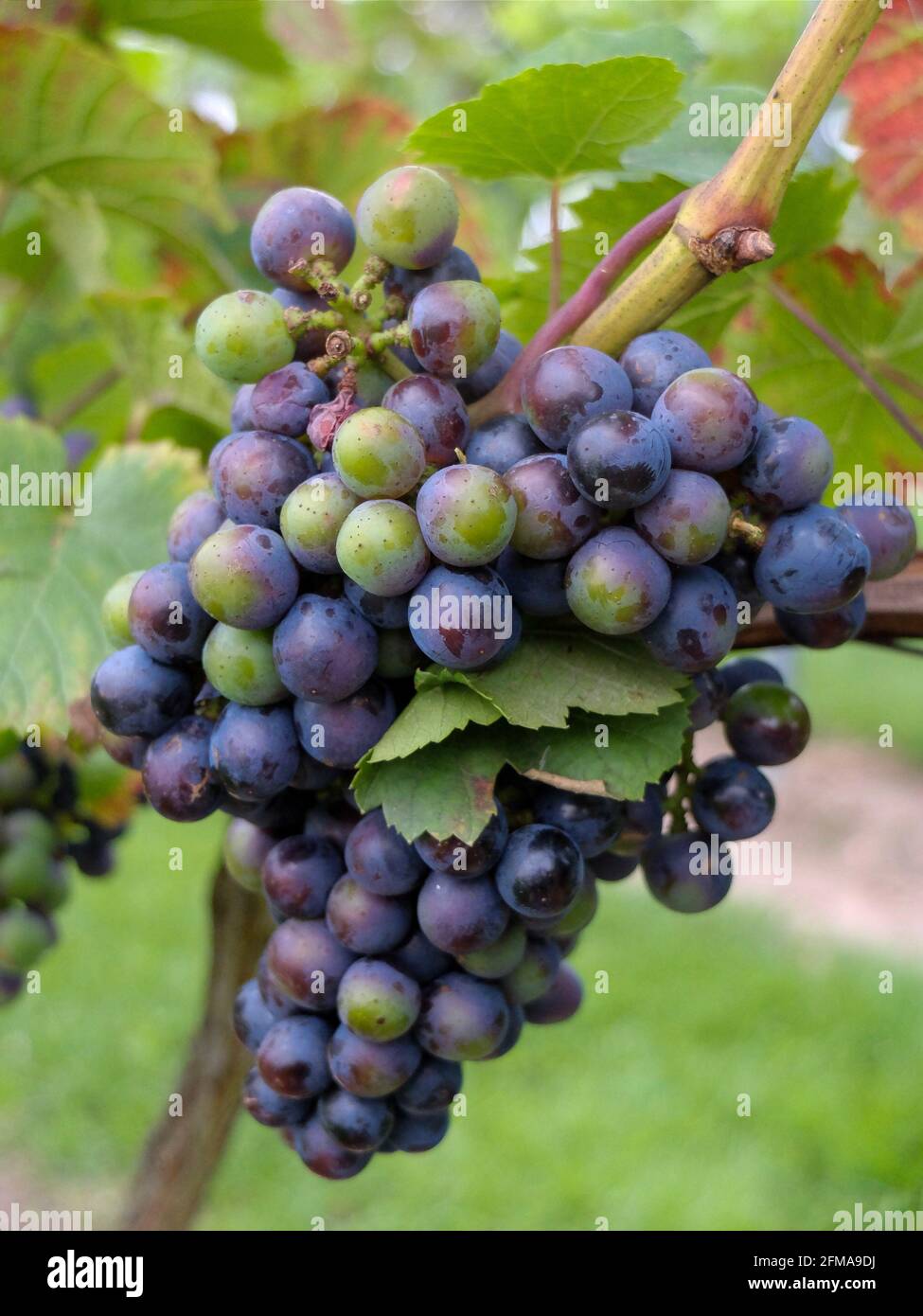 Raisins bleus Banque de photographies et d’images à haute résolution ...
