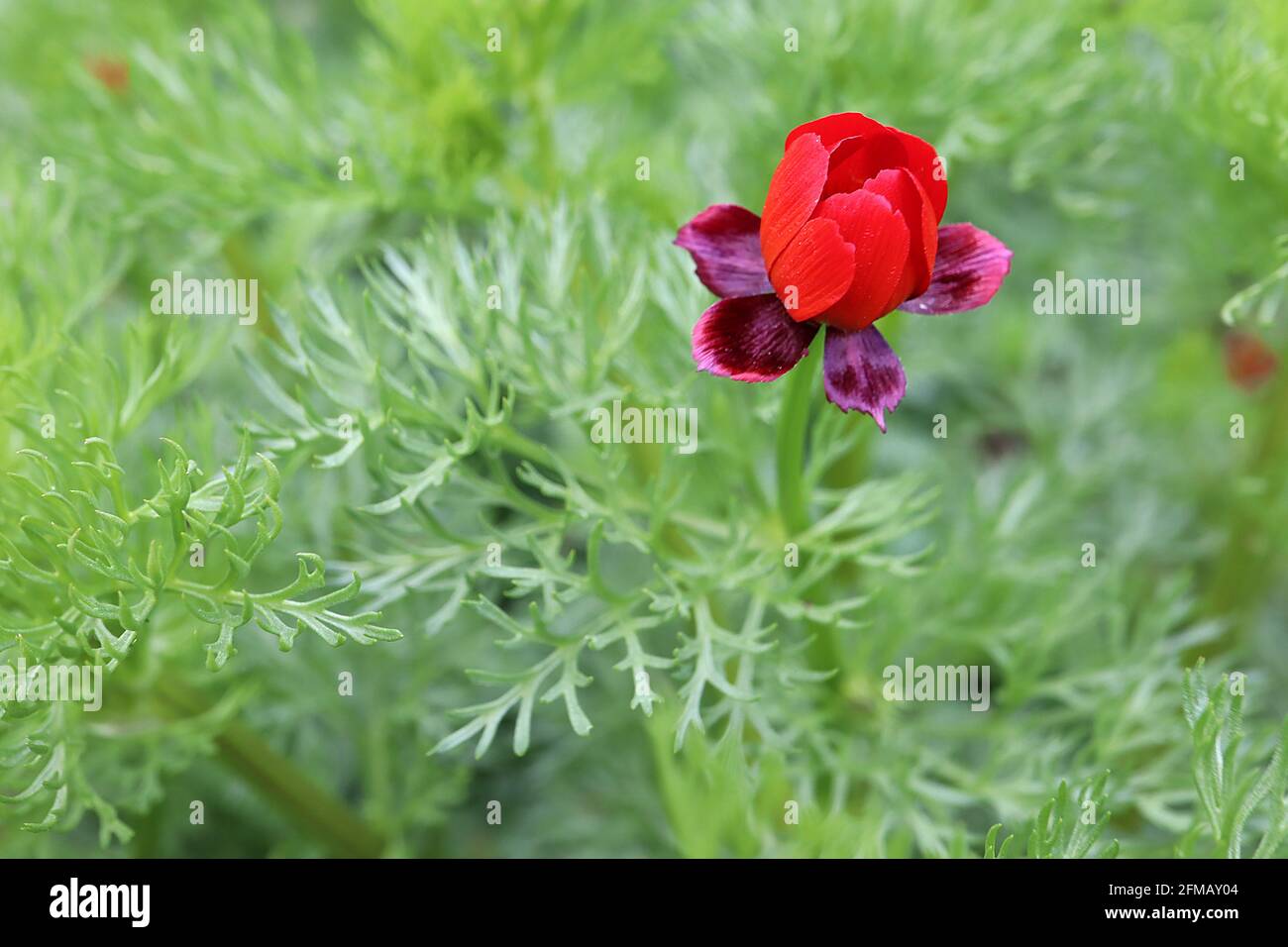 Adonis annua Banque de photographies et d’images à haute résolution - Alamy