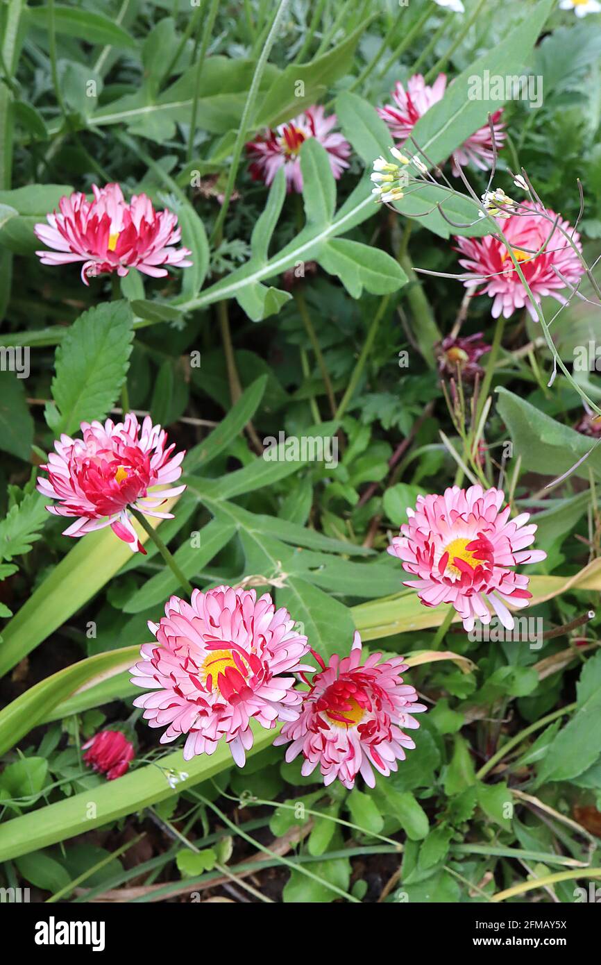Bellis perennis bam bam rouge Banque de photographies et d’images à ...