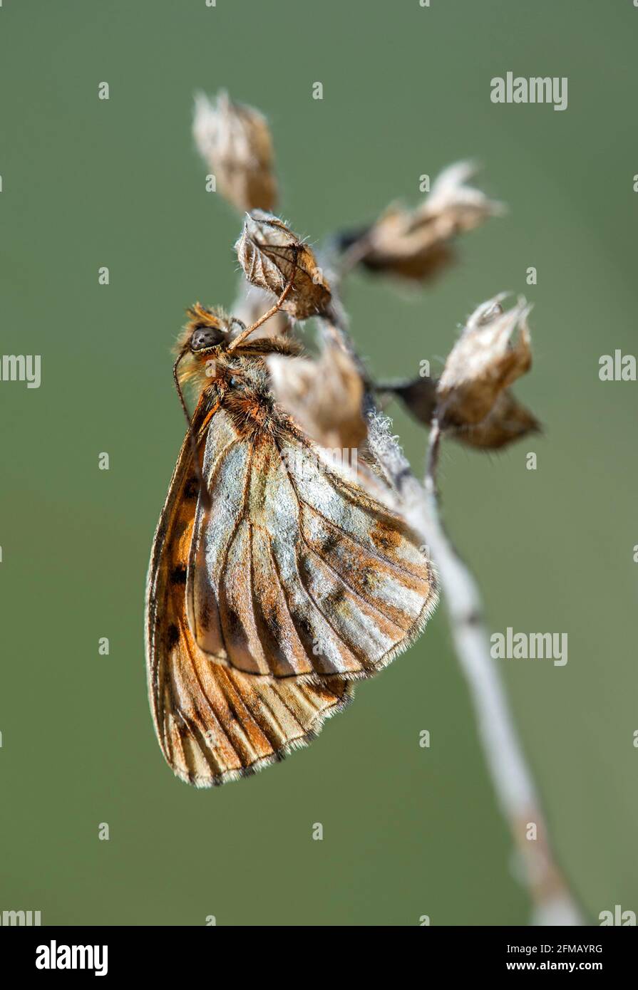 Aile nymphalidae dessous Banque de photographies et d’images à haute ...