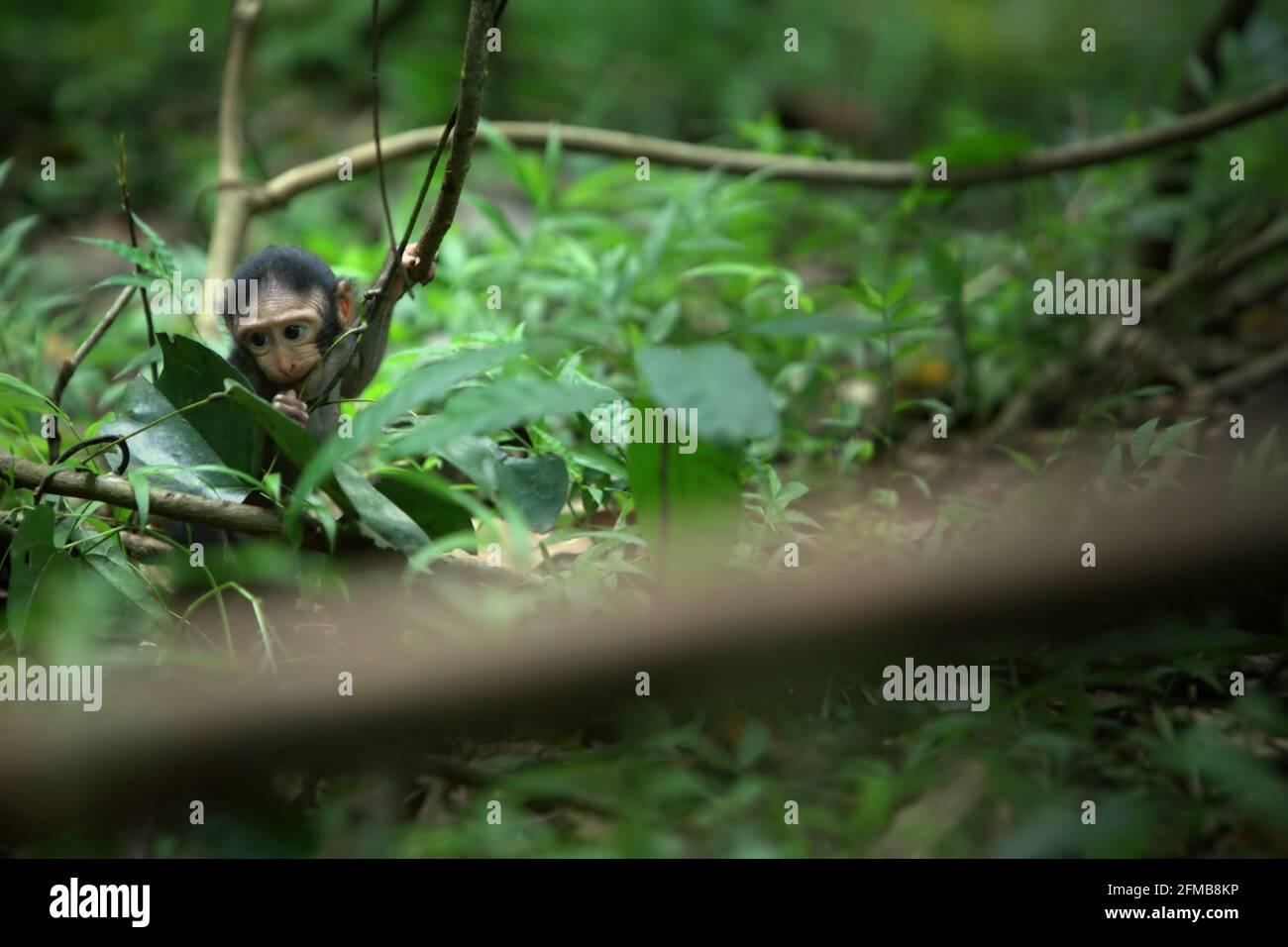 Projet macaca nigra Banque de photographies et d’images à haute ...