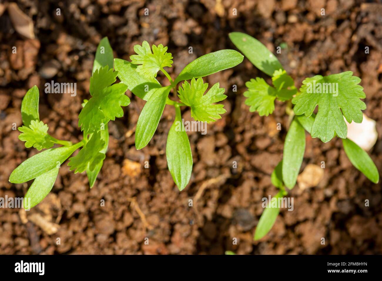 Semis de coriandre Banque de photographies et d’images à haute ...