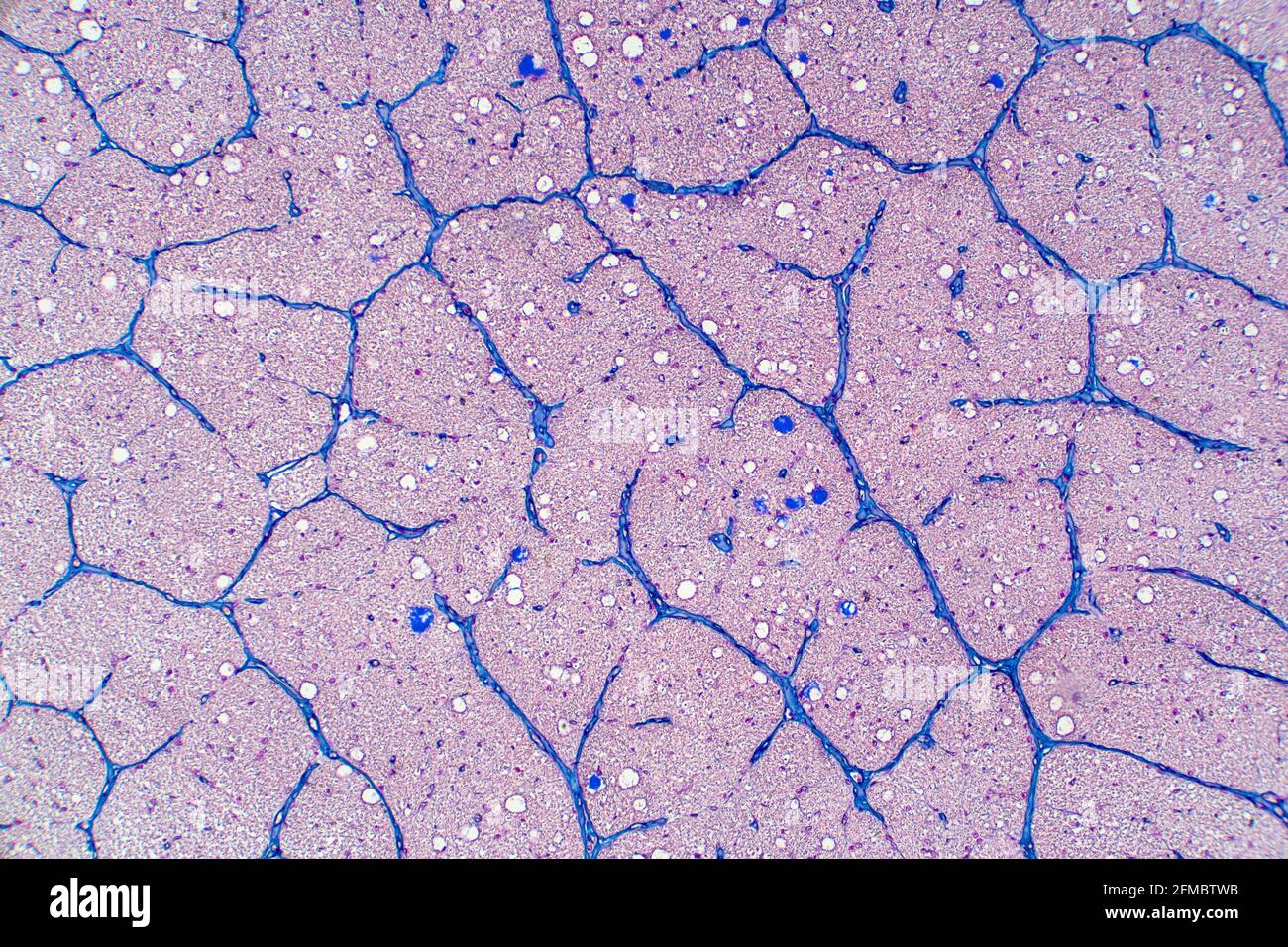 Microscope optique cellule Banque de photographies et d’images à haute ...