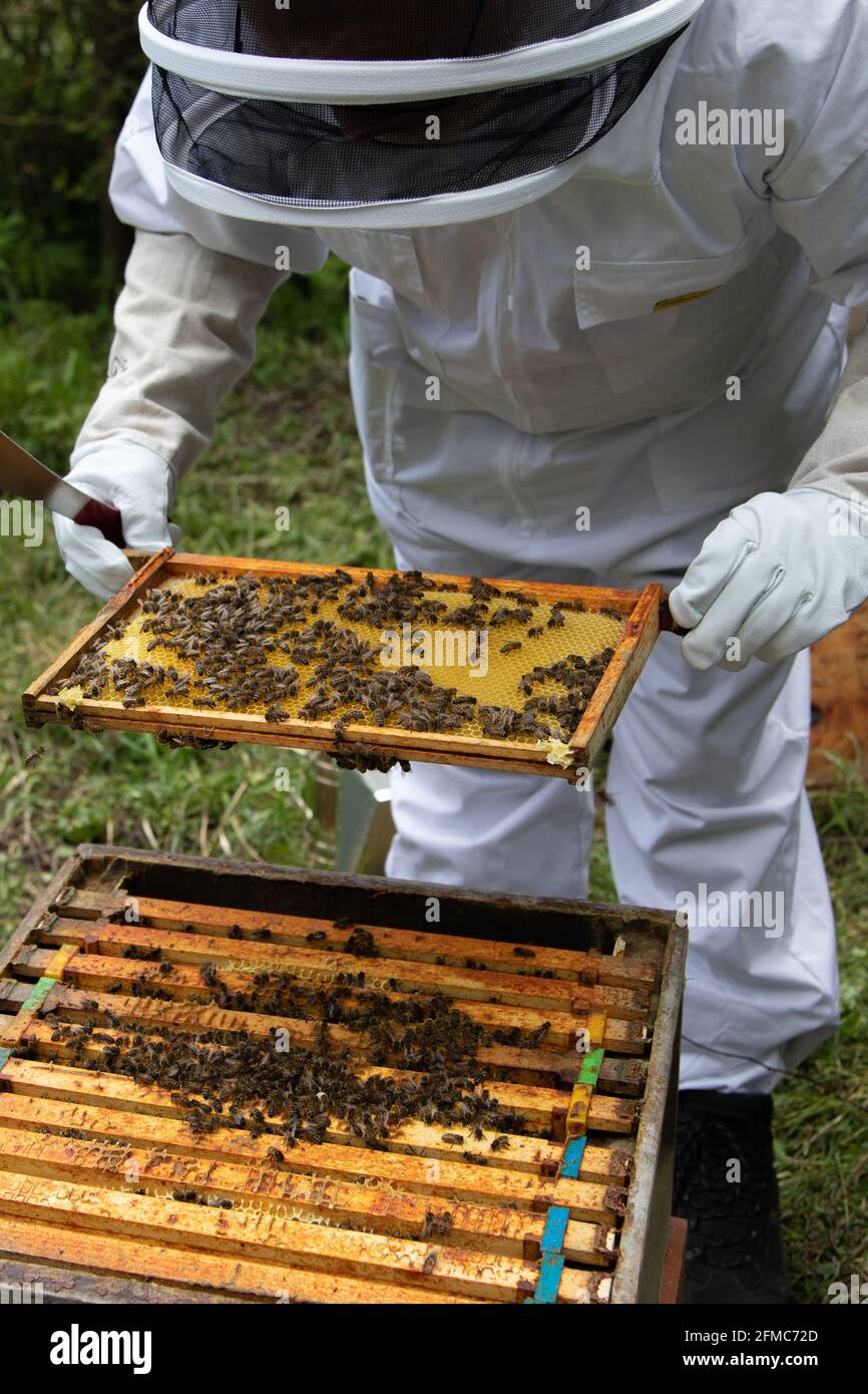 Cadre de couvain d'abeilles Banque de photographies et d’images à haute ...