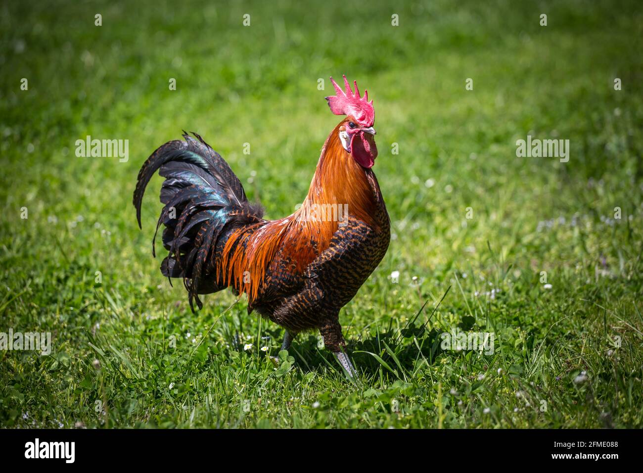 Race de poulet belge Banque de photographies et d’images à haute ...