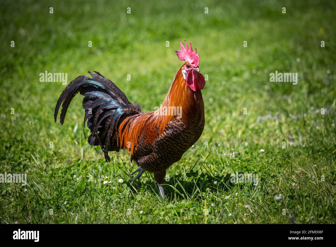 Race de poulet belge Banque de photographies et d’images à haute ...