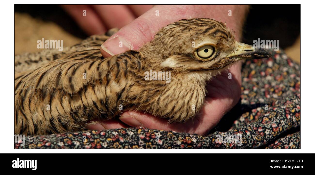 CURLEW EN PIERRE.......... Roger Taylor dans ce pic (homme âgé) et Tim ...