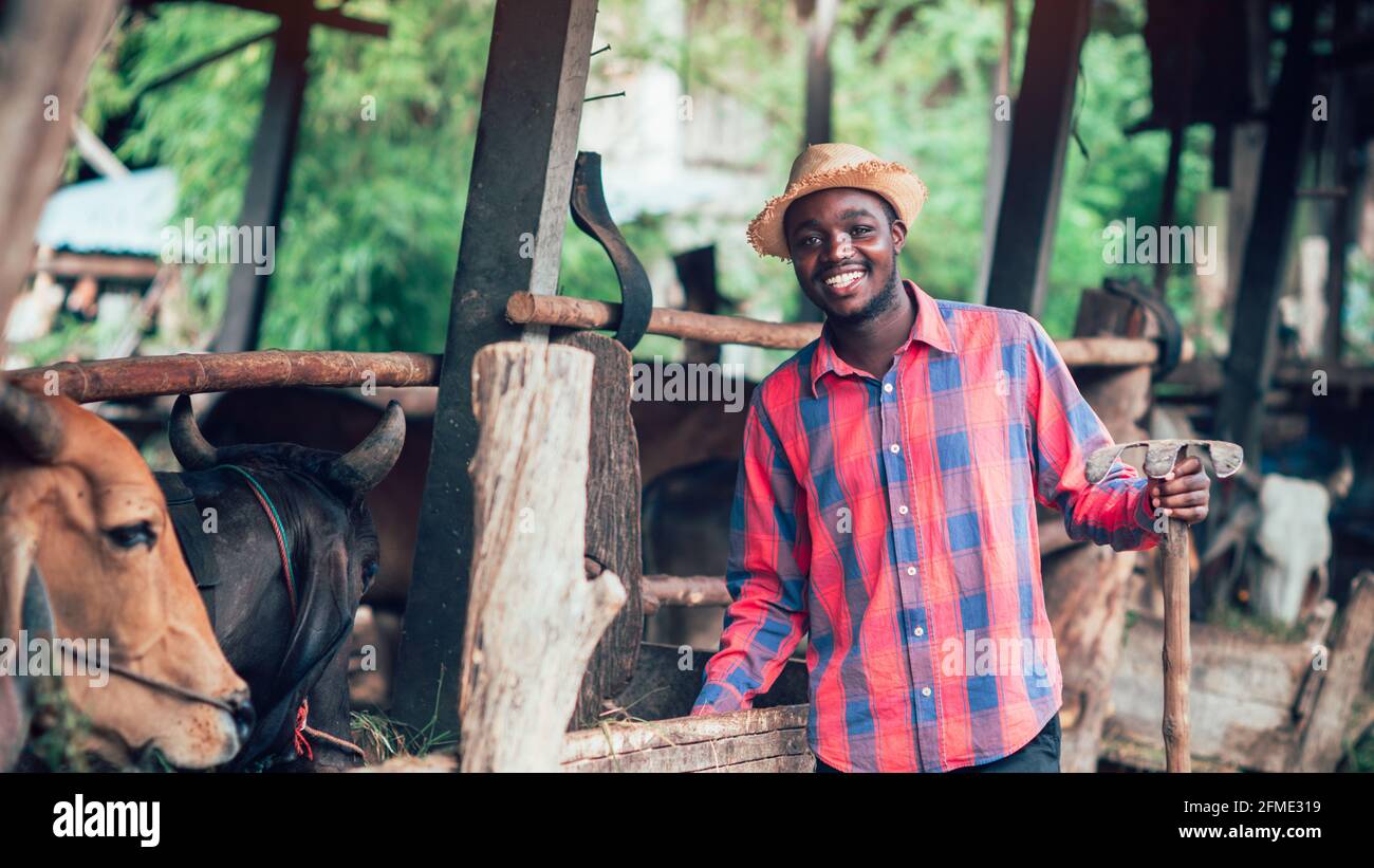 Agriculteur africain, agriculteur, qui nourrit les vaches de foin et d ...