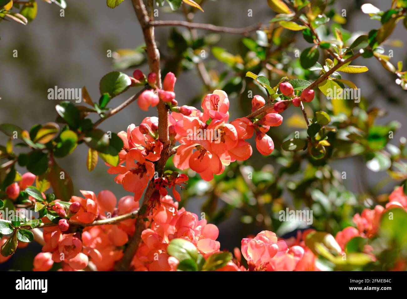 Exemple de coing Banque de photographies et d’images à haute résolution ...