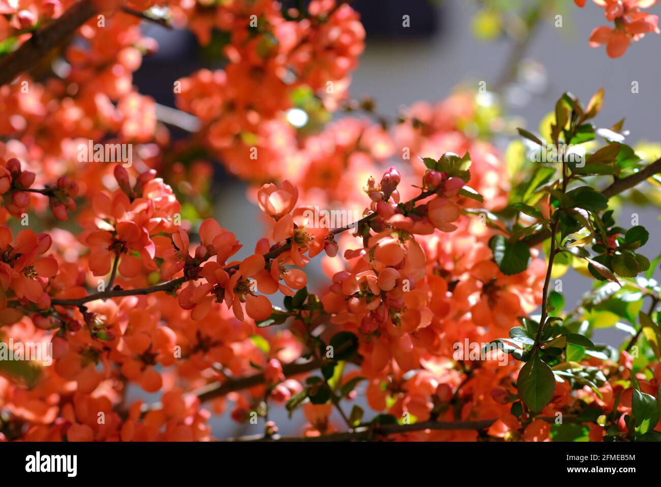 Exemple de coing Banque de photographies et d’images à haute résolution ...