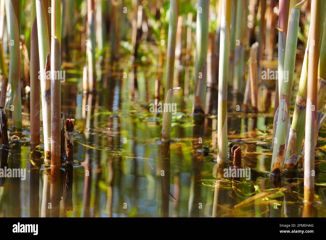 Gros plan des roseaux Banque de photographies et d’images à haute ...