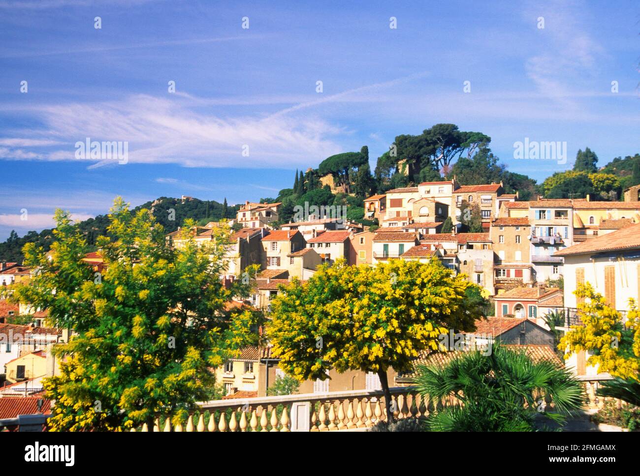 Mimosa provence Banque de photographies et d’images à haute résolution - Alamy
