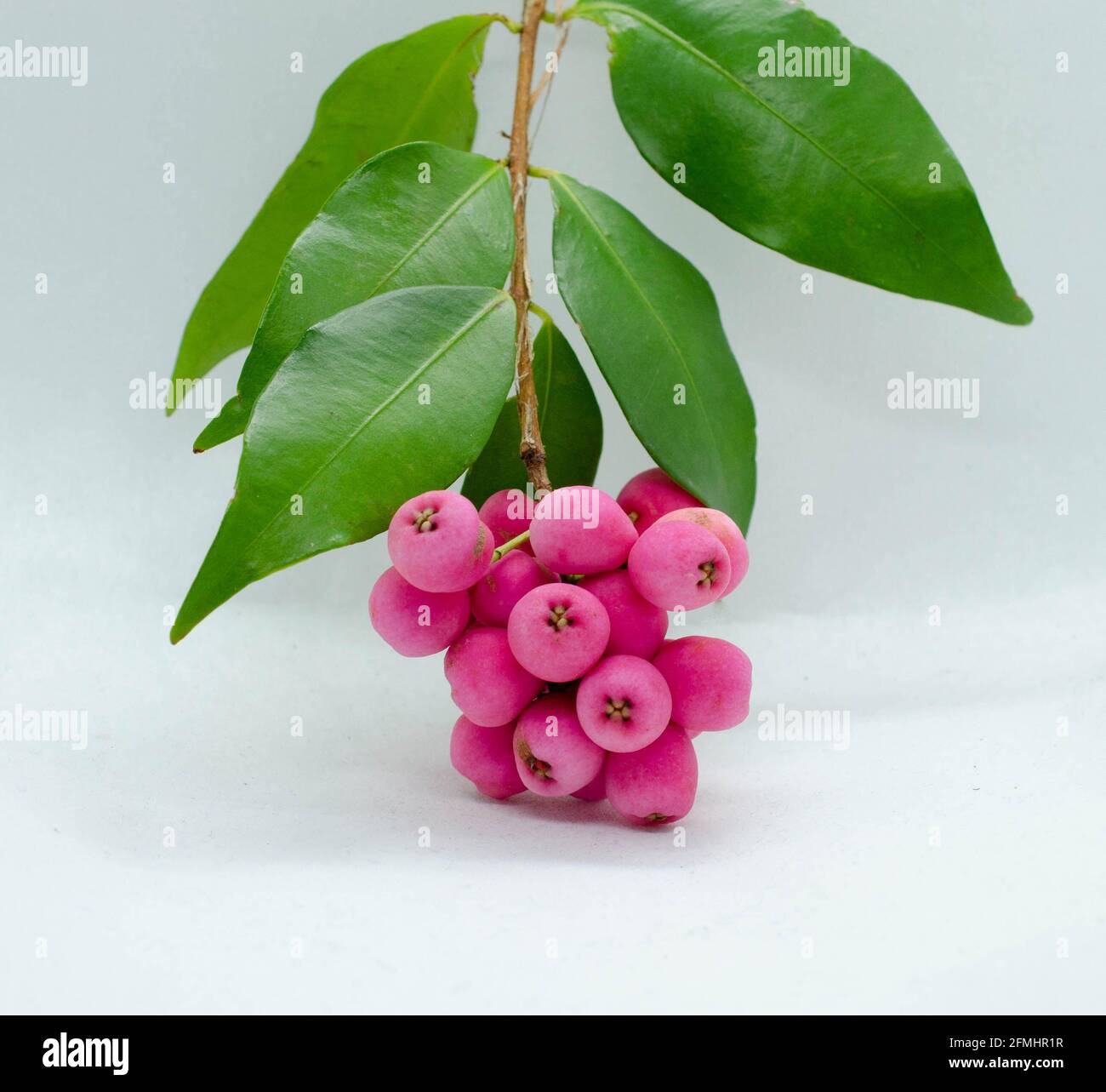 Syzygium luehmannii Banque de photographies et d’images à haute ...