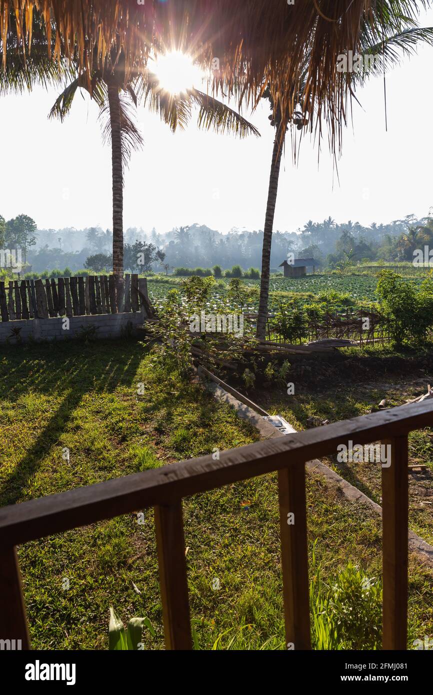 Vue pittoresque de plantations abondantes et luxuriantes cultivées sur ...