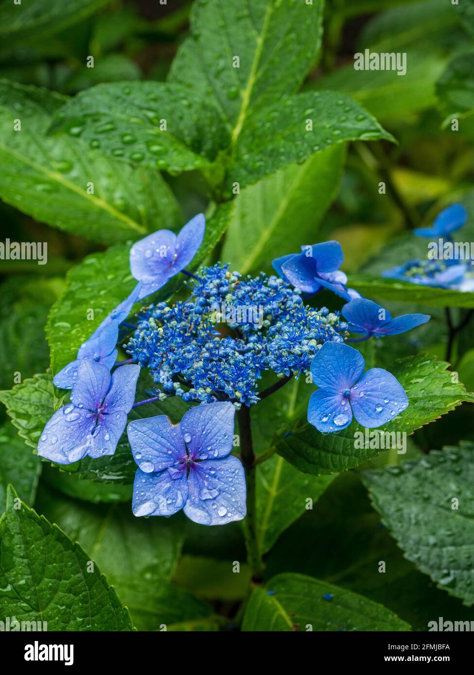 Hydrangea macrophylla penny mac Banque de photographies et d’images à ...