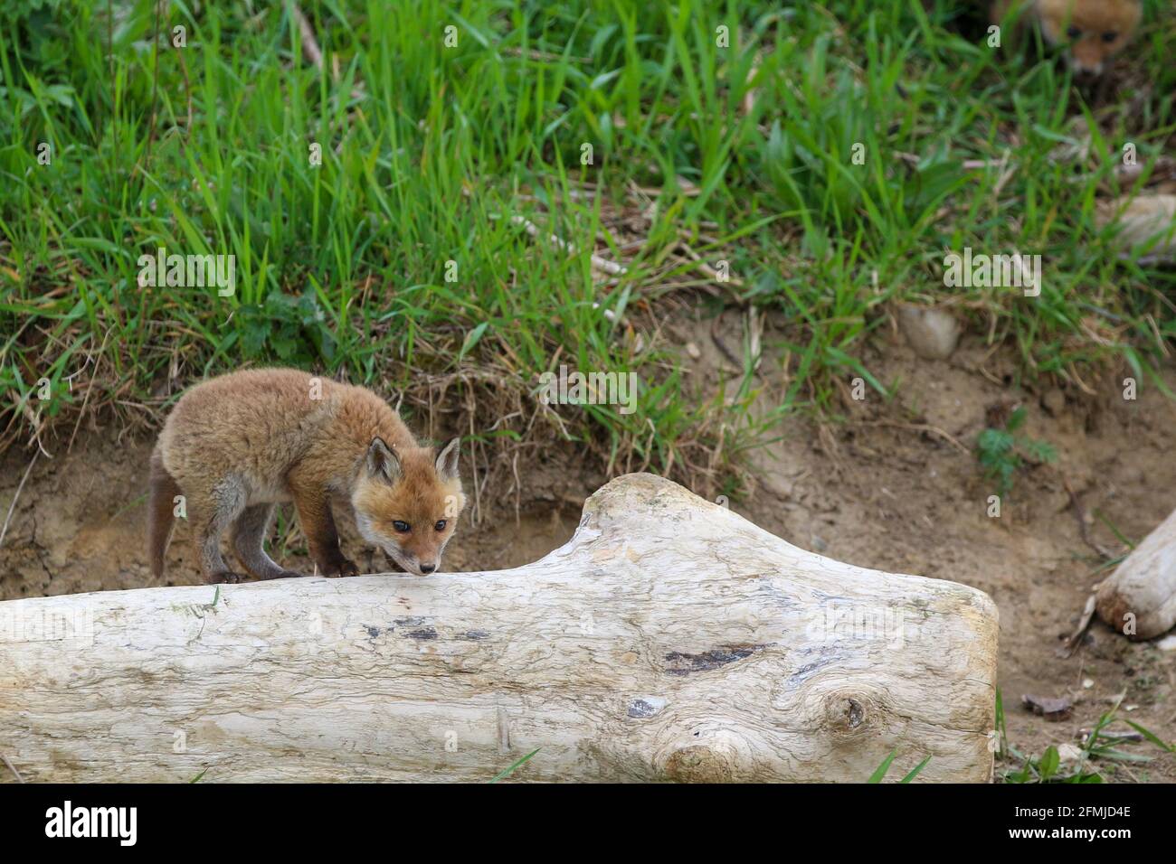 jeune renard (vulpes vulpes) de quelques semaines de découvrir le monde ...