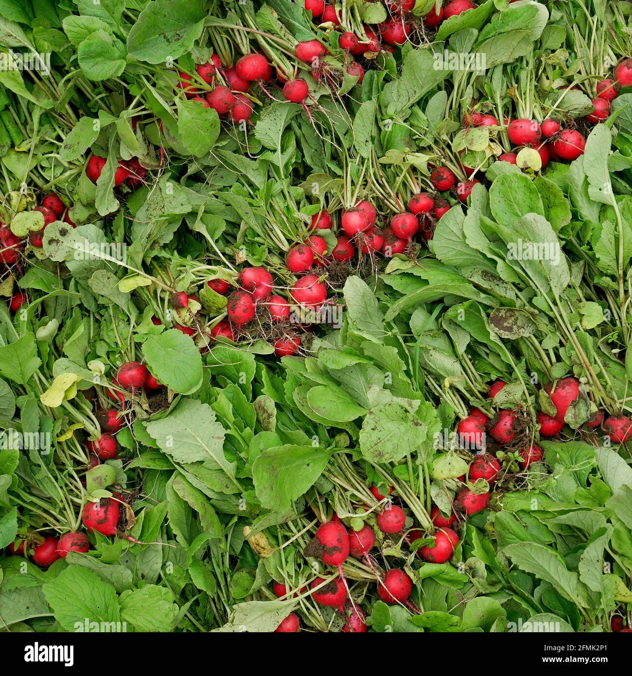 Racines De Radis Banque d'image et photos - Alamy