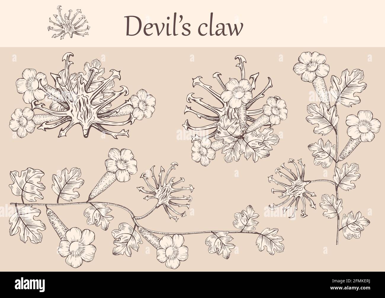 Arbre de diables Banque d'images vectorielles - Alamy