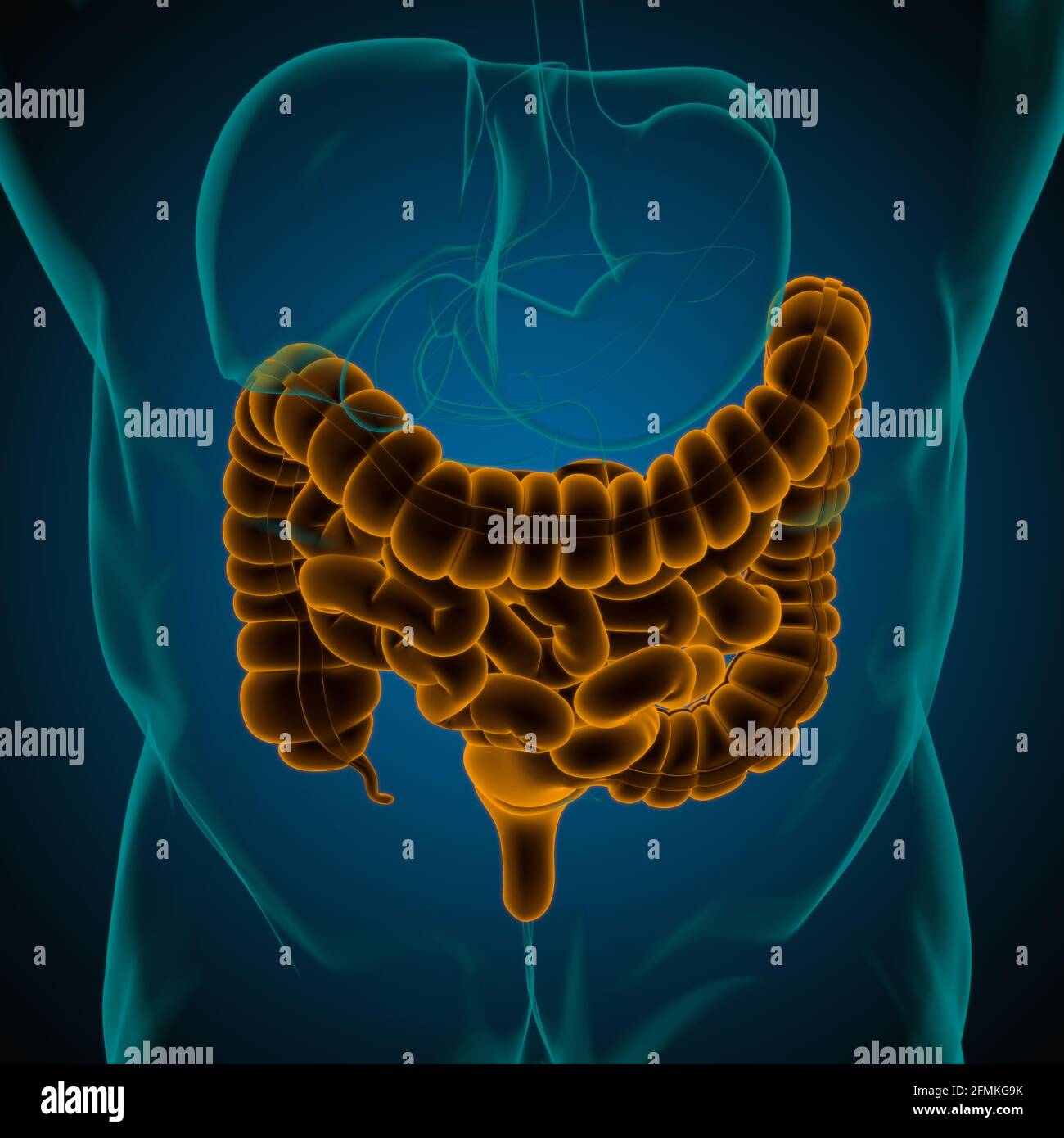Intestin grêle et gros intestin 3D Illustration système digestif humain ...
