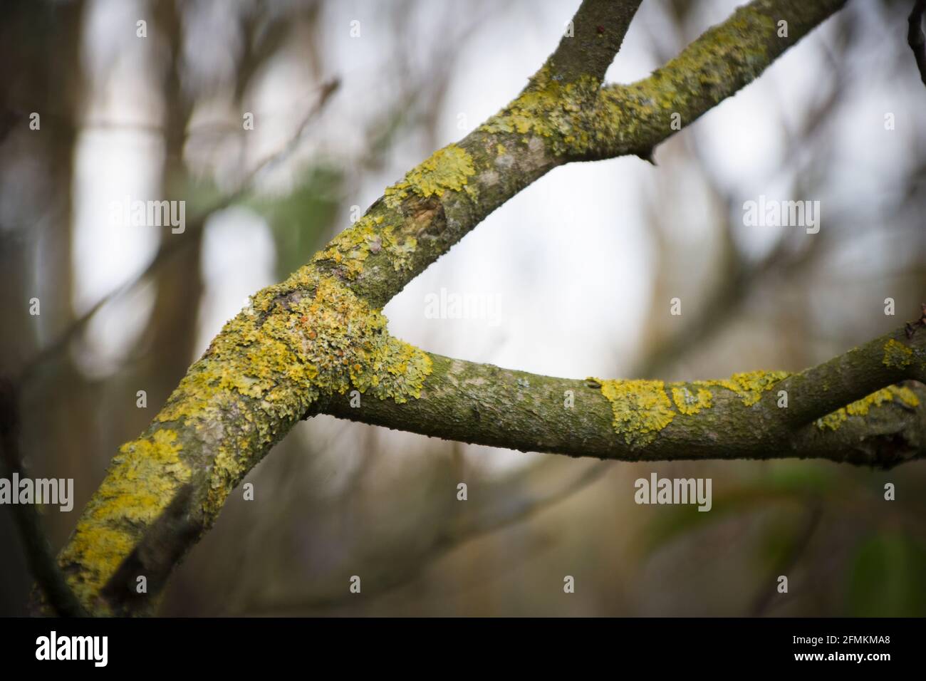 Lichens jaunes sur un tronc d'arbre Banque de photographies et d’images ...