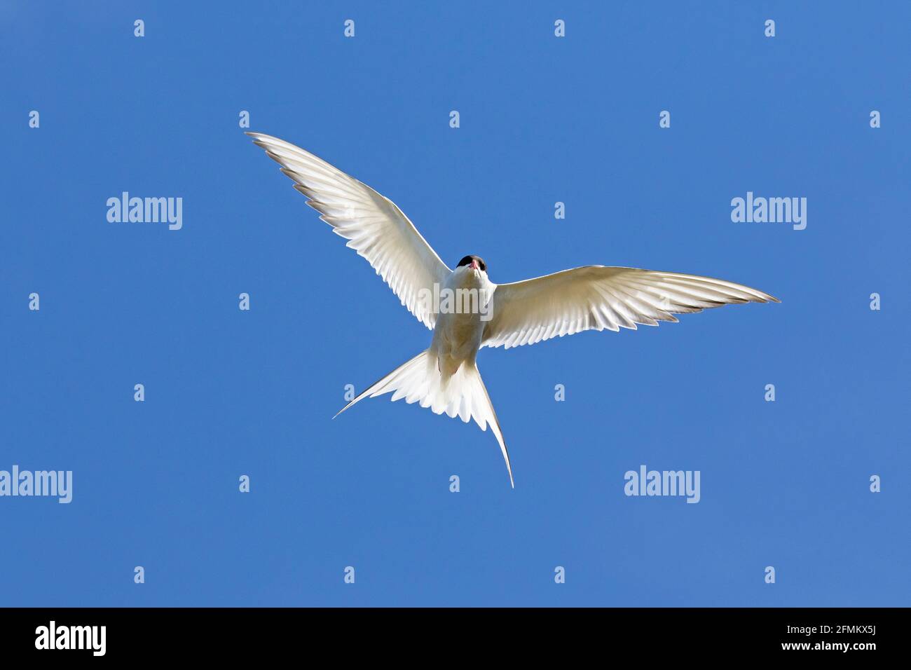 Oiseaux en vol stationnaire Banque de photographies et d’images à haute ...