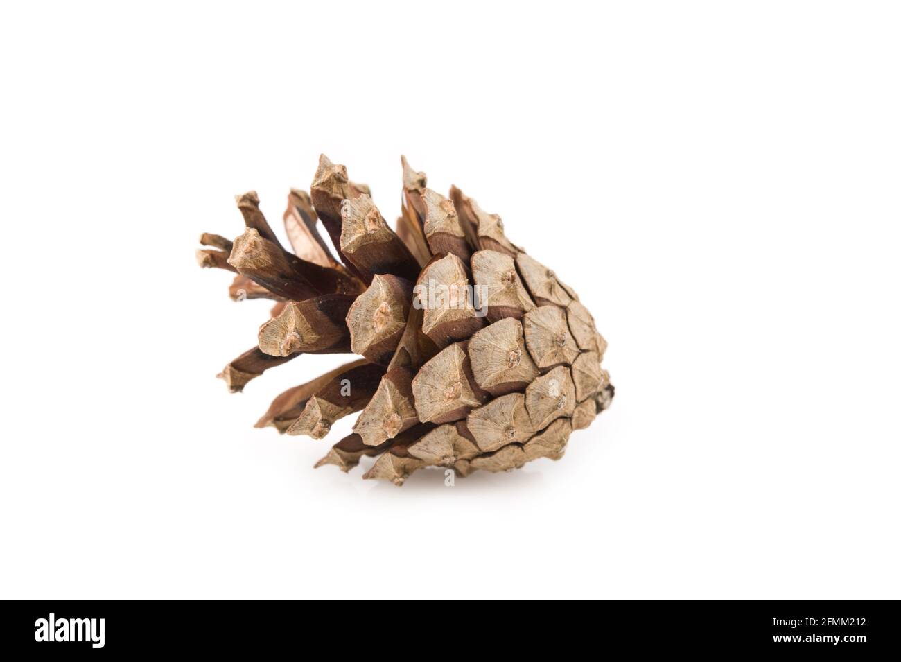 Pinus sylvestris cone Banque de photographies et d’images à haute ...