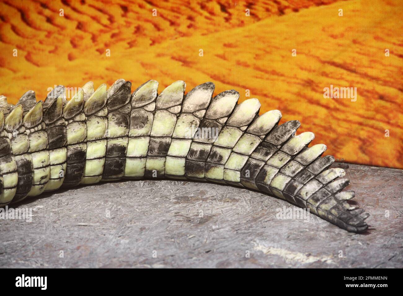 Queue de crocodile Banque de photographies et d’images à haute ...