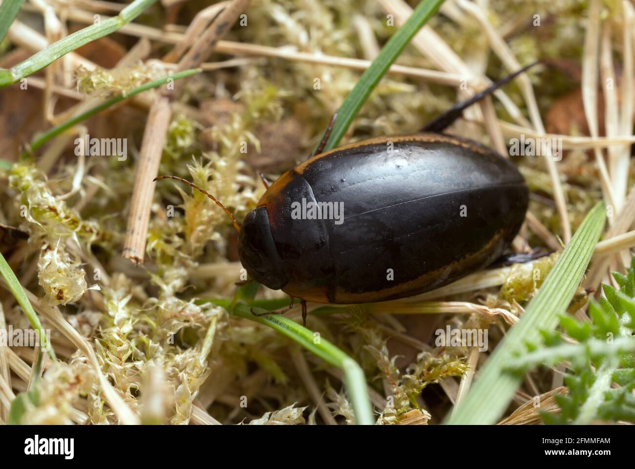 Hydaticus seminiger Banque de photographies et d’images à haute ...