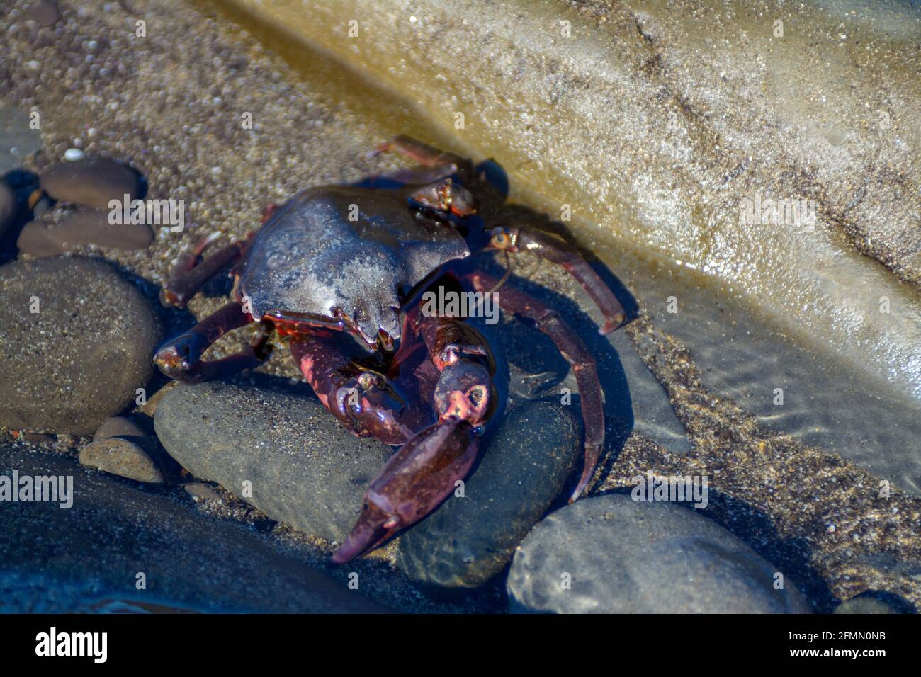Crabe violet Banque de photographies et d’images à haute résolution - Alamy