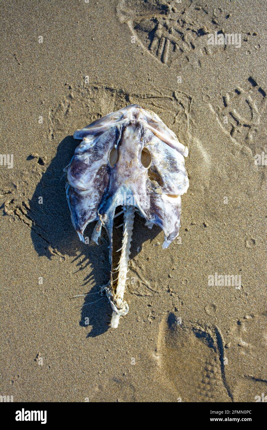 crâne et colonne vertébrale d'un grand poisson sur la plage Photo Stock ...
