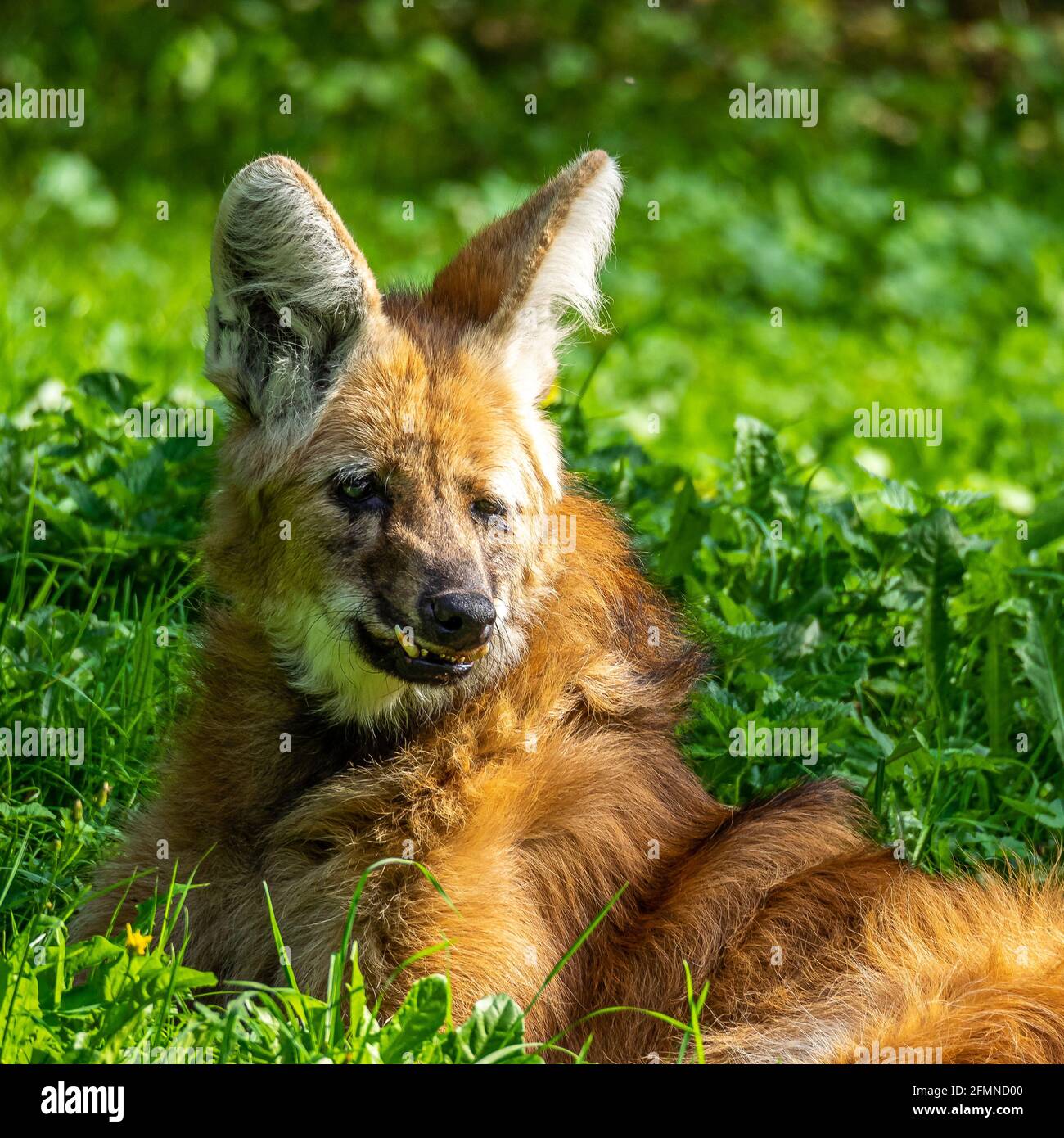 Le loup à crinière Chrysocyon brachyurus, est le plus grand canidé d ...