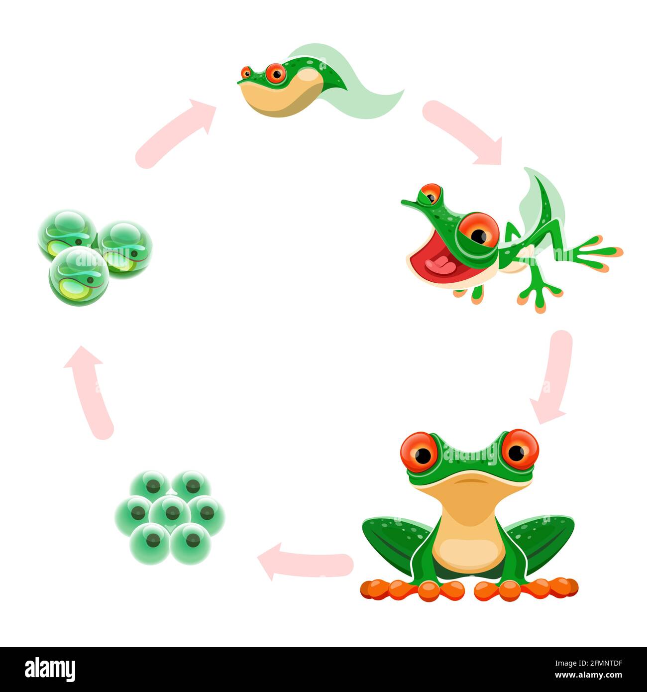 Cycle de vie de la grenouille. Développement de la croissance des ...