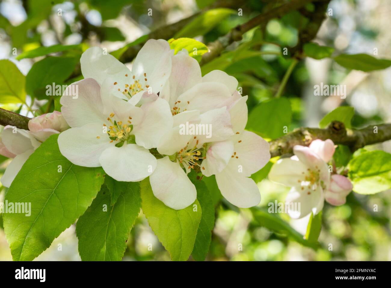 Fleurs de pommier avec feuilles Banque de photographies et d’images à ...