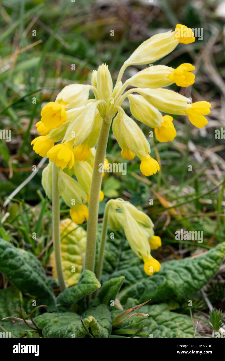 La famille primulaceae Banque de photographies et d’images à haute ...