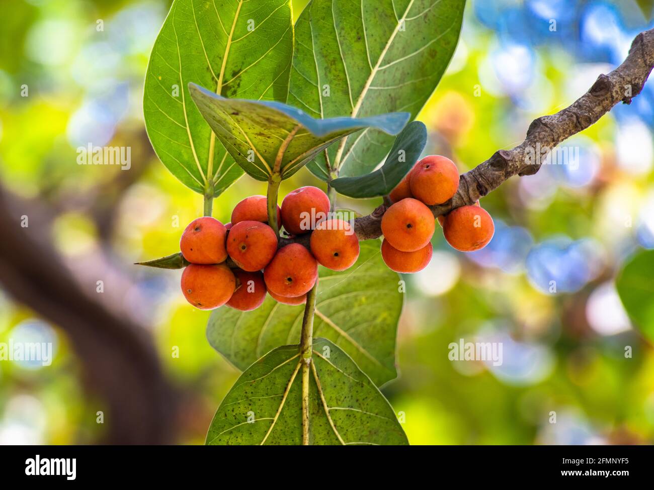Grosse branche aux fruits rouges Banque de photographies et d’images à ...