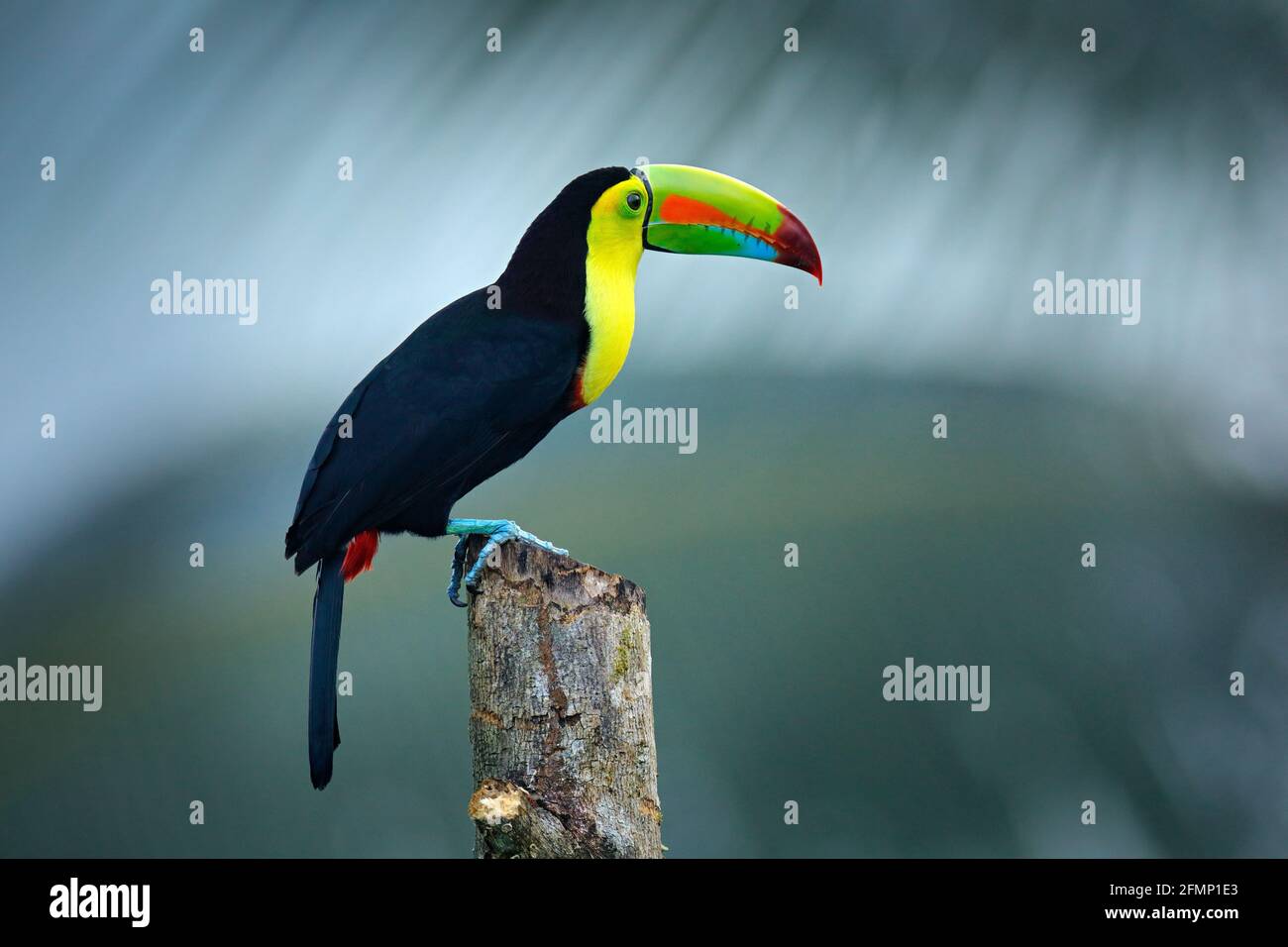 Faune de Yucatán, Mexique, oiseau tropical. Toucan assis sur la branche ...