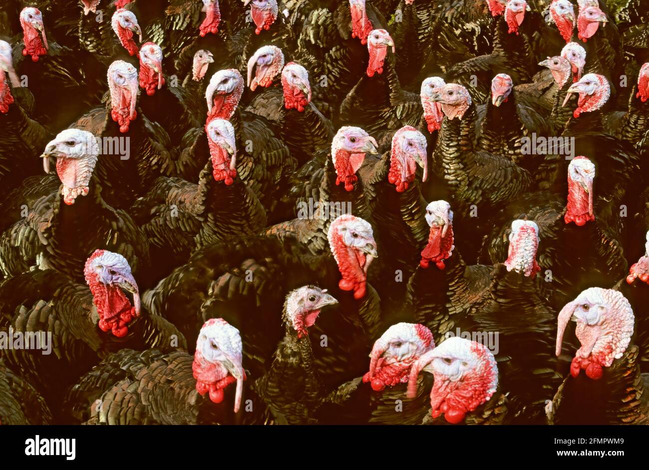 Troupeau de dindes Banque de photographies et d’images à haute ...