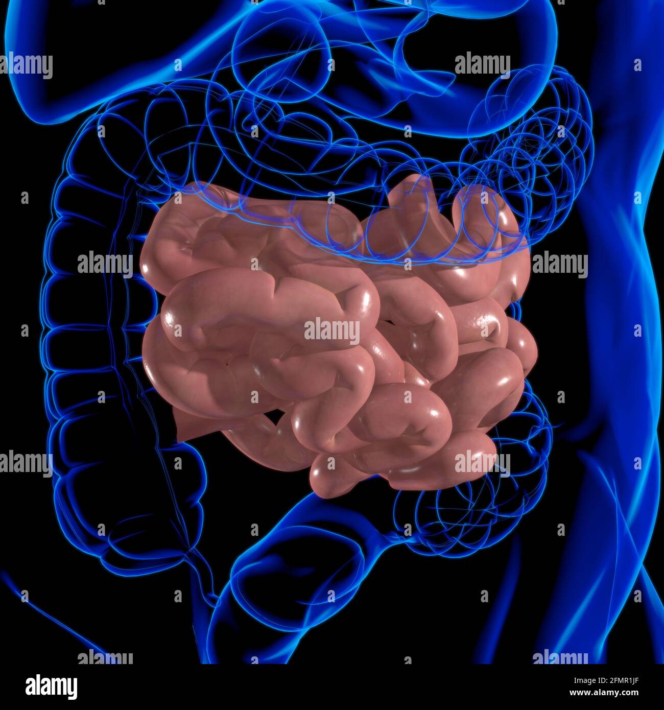 Intestin grêle 3D Illustration système digestif humain Anatomie pour ...
