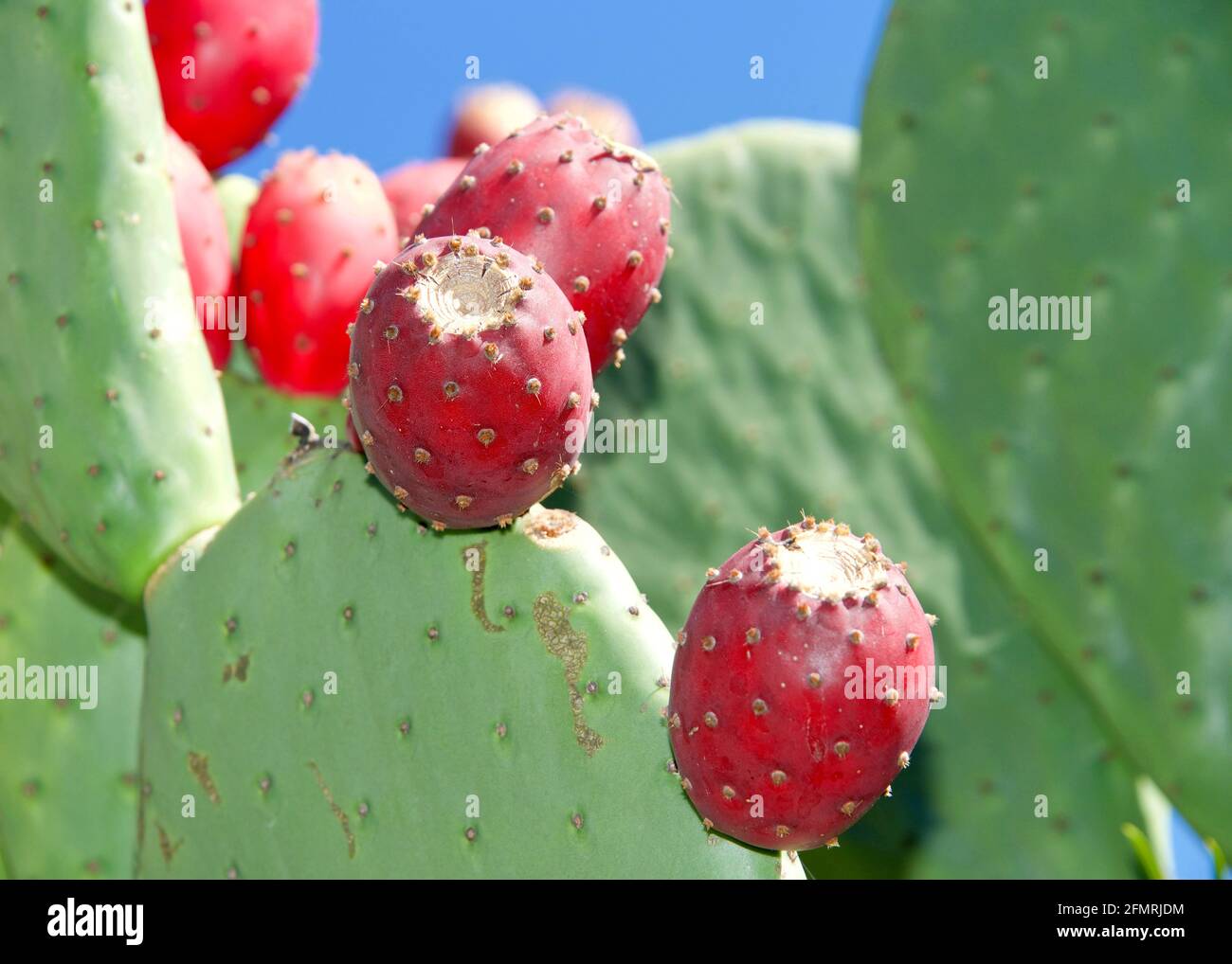 Gros plan du fruit de cactus de Pear de Prickly sur les cactus. Le ...